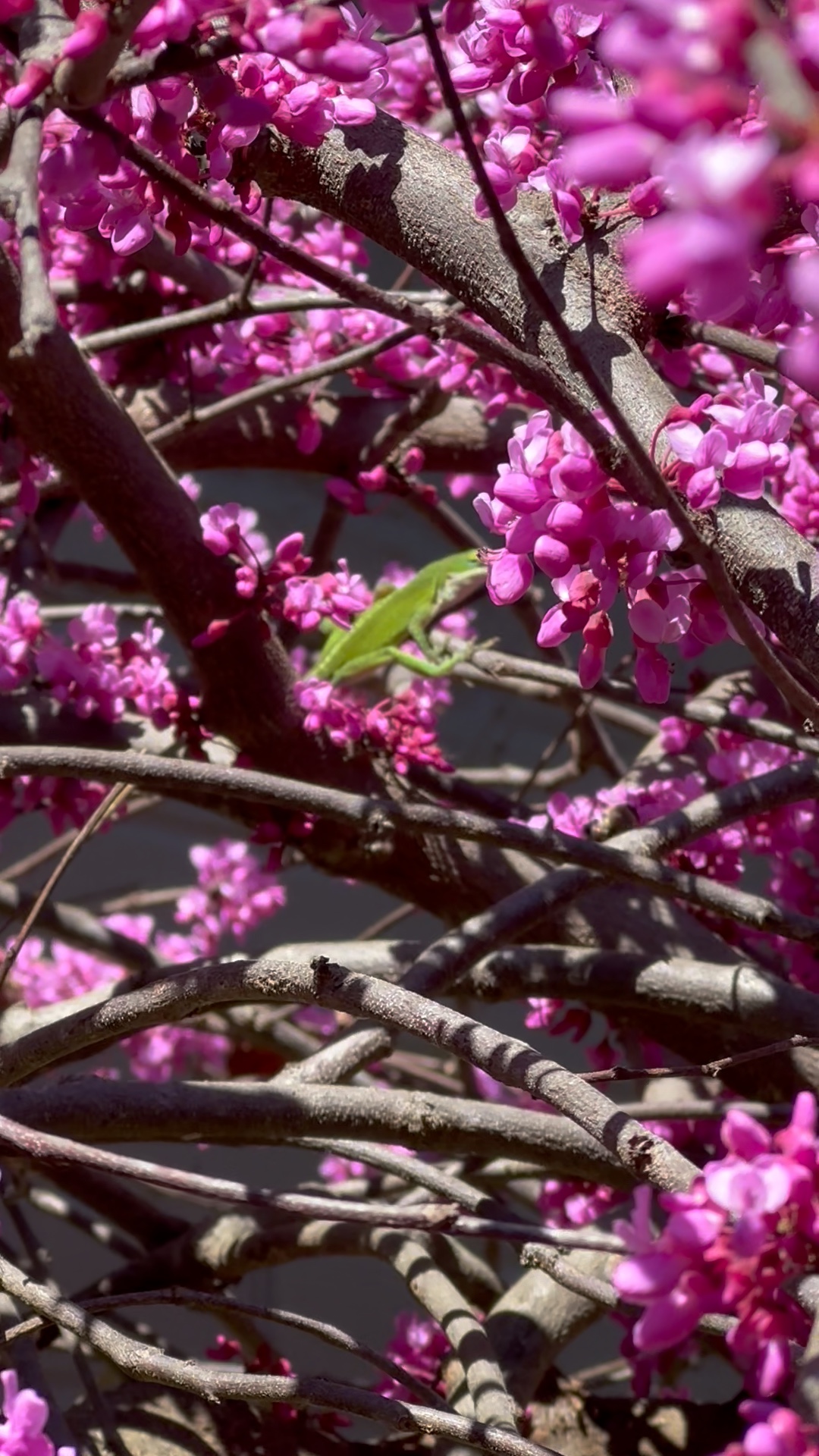 The Secret Life of a Weeping Redbud - Jennifer's Home Journal